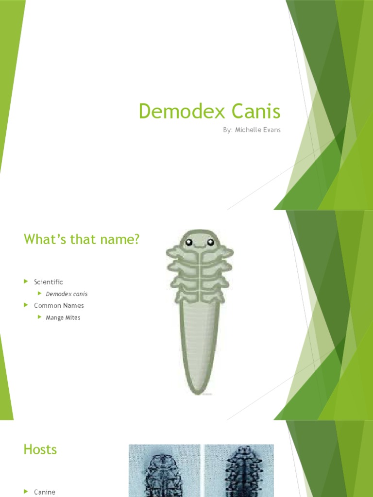 demodex canis | Immunology | Medicine