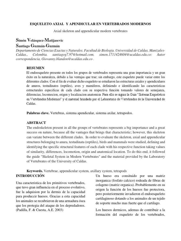 Informe Esqueleto | PDF | Vértebra | La columna vertebral