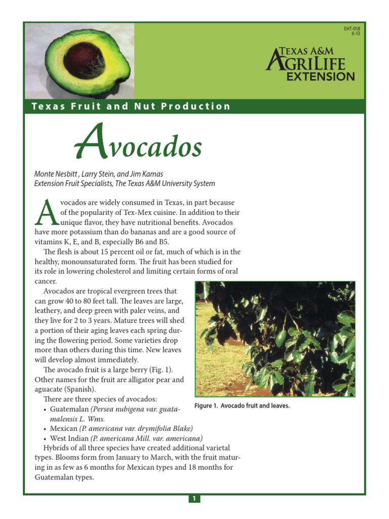 Vocados: Texas Fruit and Nut Production | PDF | Avocado | Grafting