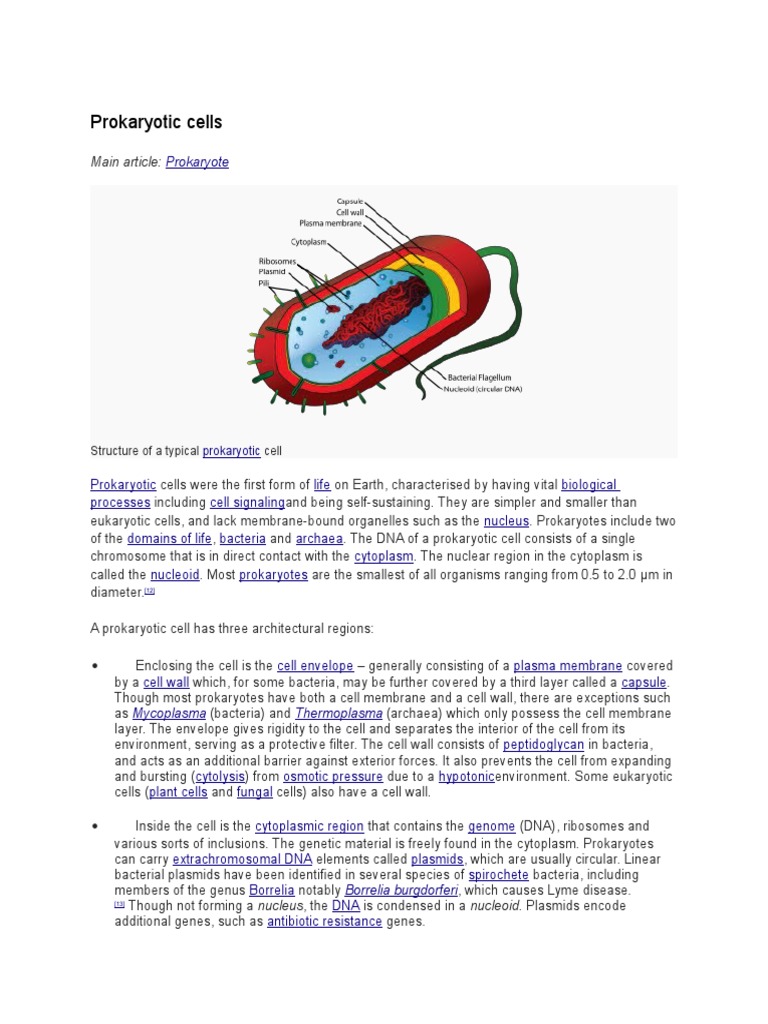 Prokaryotic Cells: Prokaryote | PDF