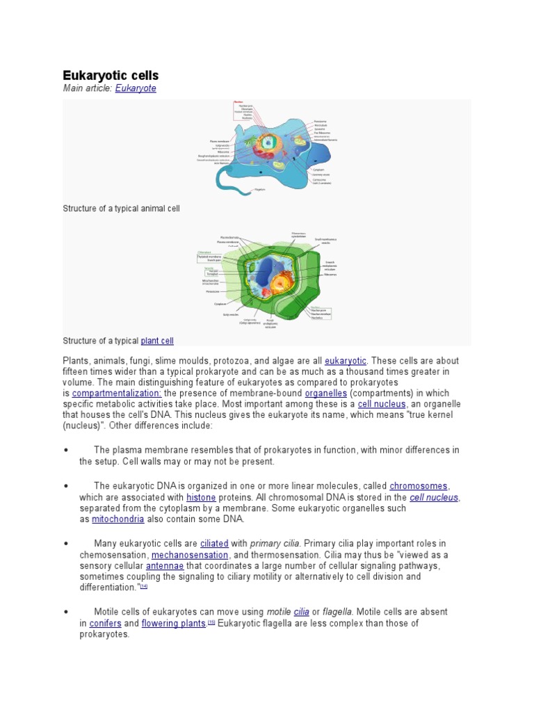 Eukaryotic Cells | PDF