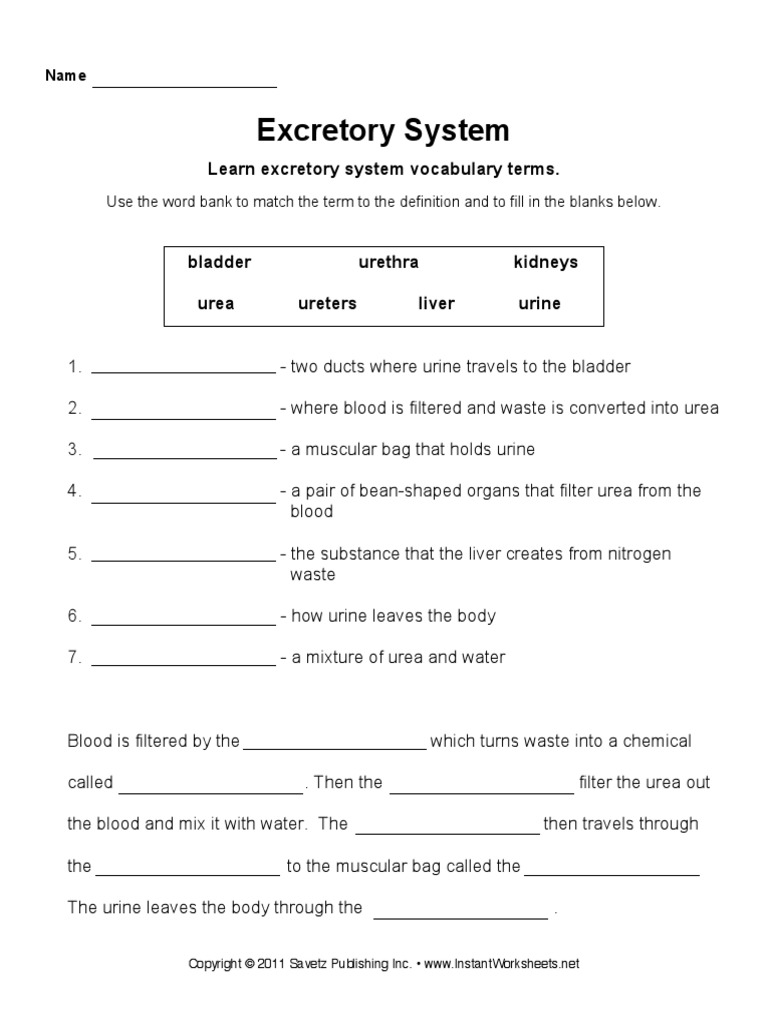 Excretory System Ciego | PDF | Foreign Language Studies | Wellness