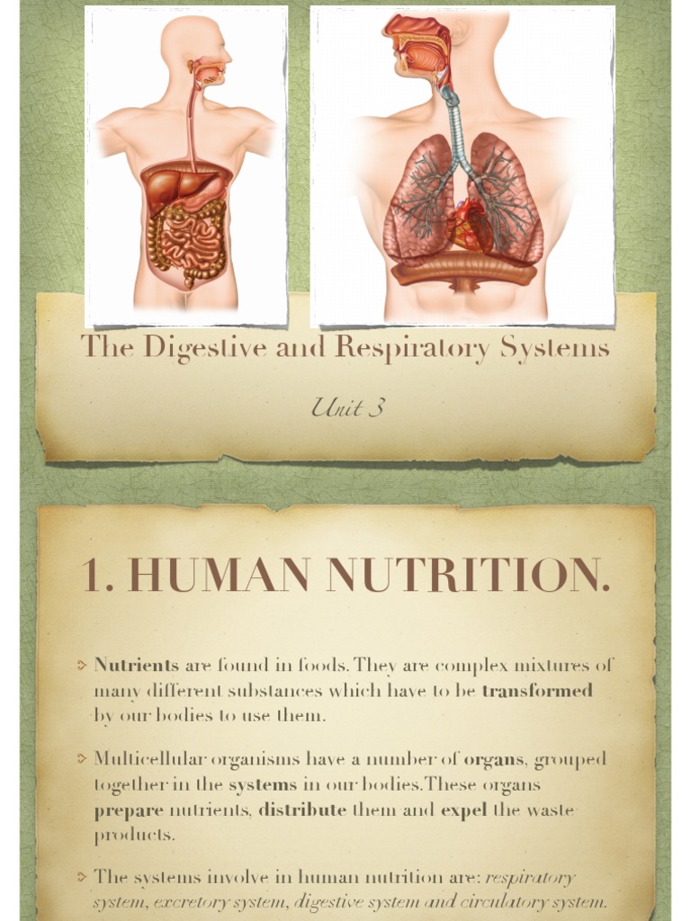 BG3-3-The Digestive and Respiratory Systems | Human Digestive System | Lung