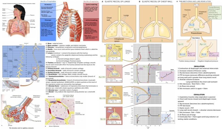 Anatomy of The Lung & Mechanics of Ventilation | PDF