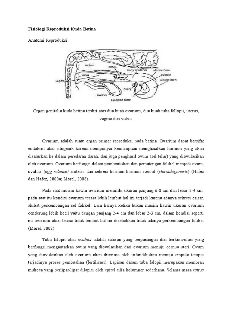 Reproduksi Kuda | PDF