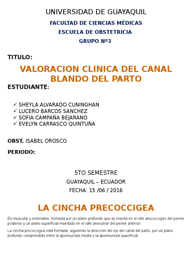 Análisis de la estructura y función de la cincha precoccígea durante el ...