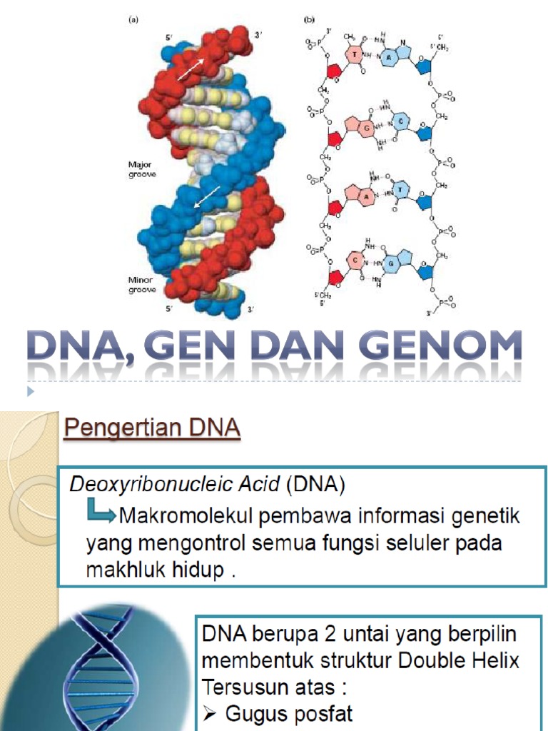 DNA Gen Dan Genom