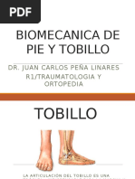 Linea de Feiss, Linea de Helbing | PDF | Pie | Anatomía humana