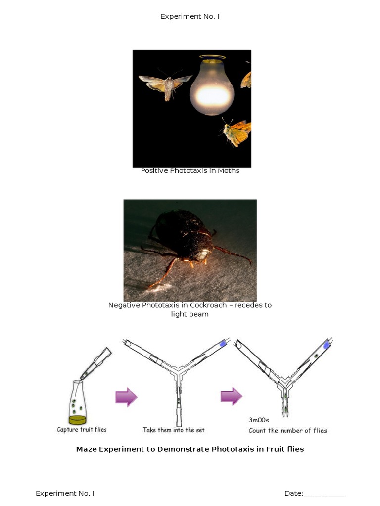 To Study The Phototactic Behaviour of An Insect | PDF | Electromagnetic ...