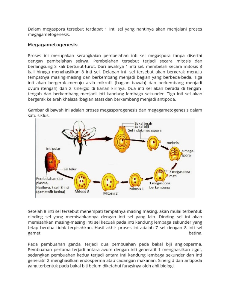 Proses Megasporogenesis dan Megagametogenesis | PDF | Pengembangan Diri ...