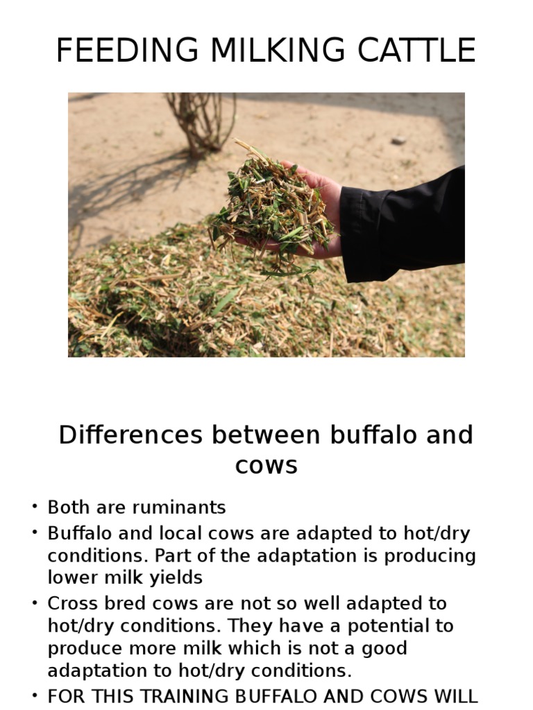 Milking Cattle | PDF | Cattle | Ruminant