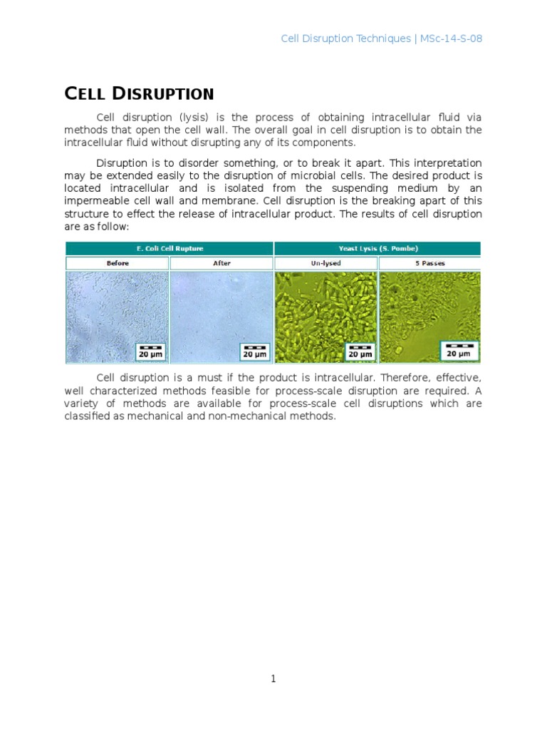 Cell Disruption | PDF | Cell Membrane | Chemical Substances
