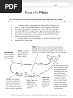 Humpback Whale Anatomy Lesson Plan | PDF | Whales | Fin