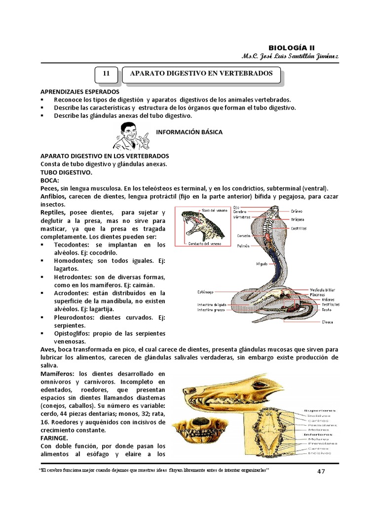 Aparato Digestivo en Vertebrados | Esófago | Estómago