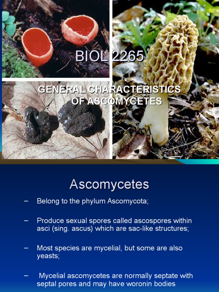 BIOL 2265-The Ascomycetes | PDF | Organisms | Microbiology
