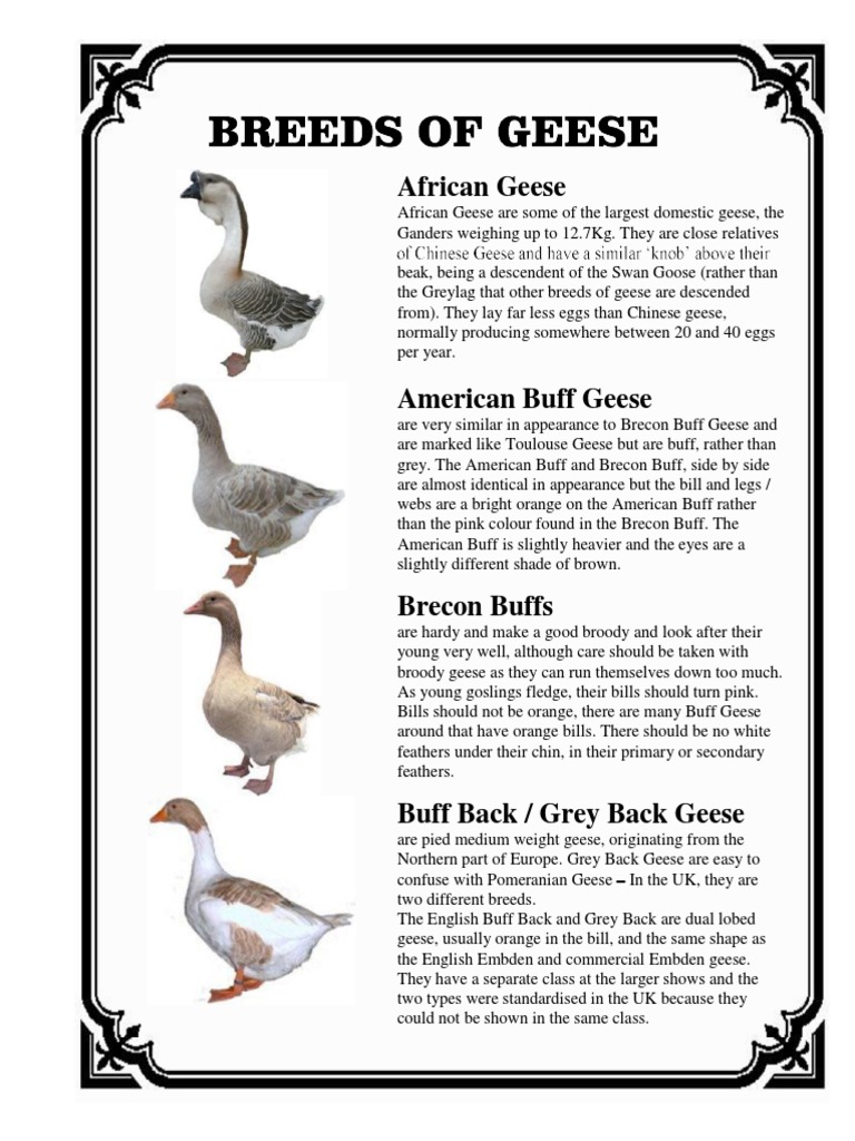 Breeds of Geese | PDF | Goose | Holarctic Birds