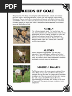 Digestive System of Goats | PDF | Ruminant | Digestion