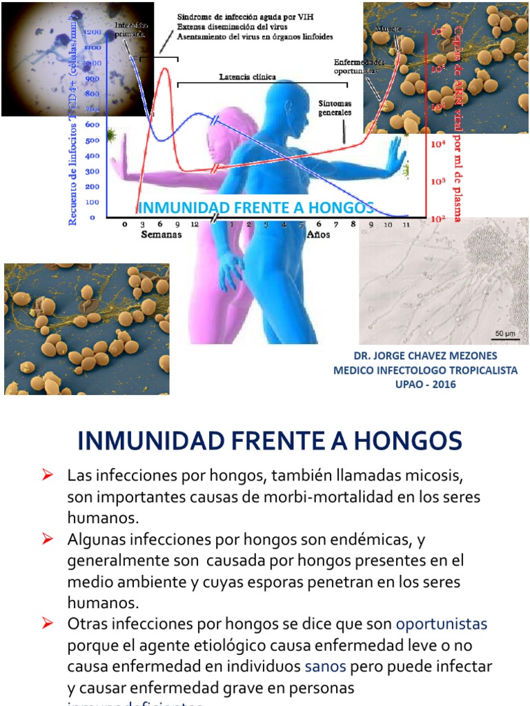 Inmunidad Frente A Hongos | PDF | Sistema inmune innato | Sistema inmune