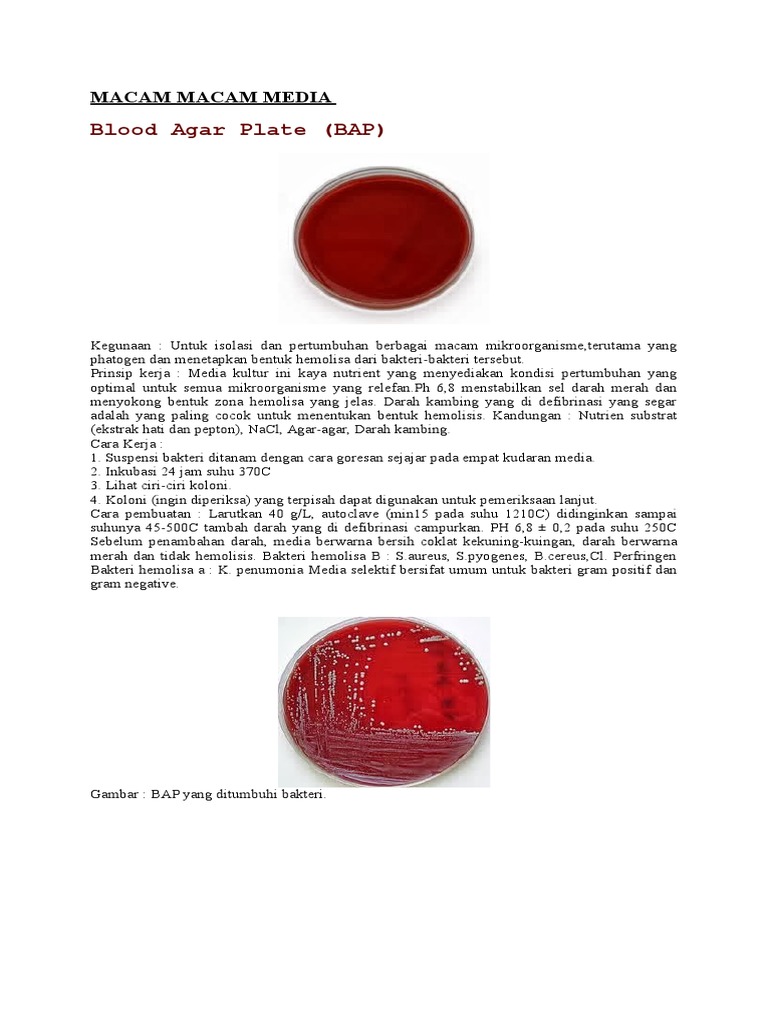 Macam Macam Media | PDF | Sains & Matematika