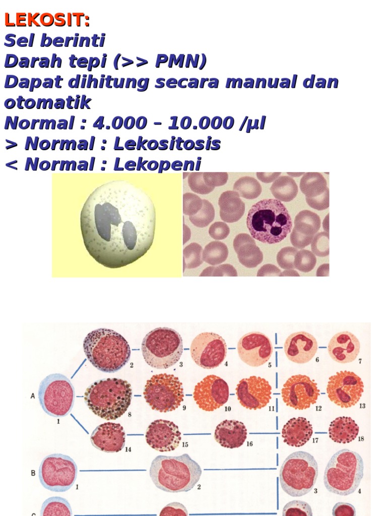 Morfologi Lekosit | PDF