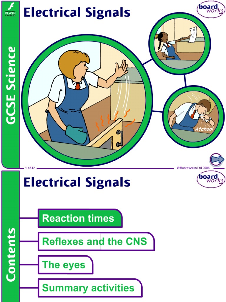 Electrical Signals v2.0 | PDF | Chemical Synapse | Neuron