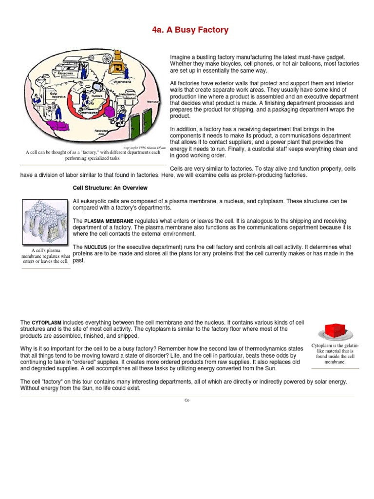 Cell As A Factory PDF | PDF | Endoplasmic Reticulum | Chloroplast