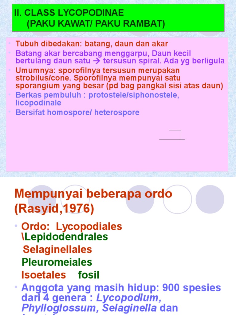 PAKU - Lycopodium. | PDF