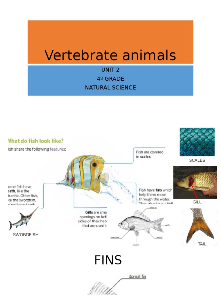 Vertebrate Animals for 4th Grade Science | PDF