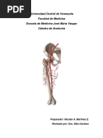 Anatomía del Muslo: Regiones y Músculos | PDF | Anatomía humana ...