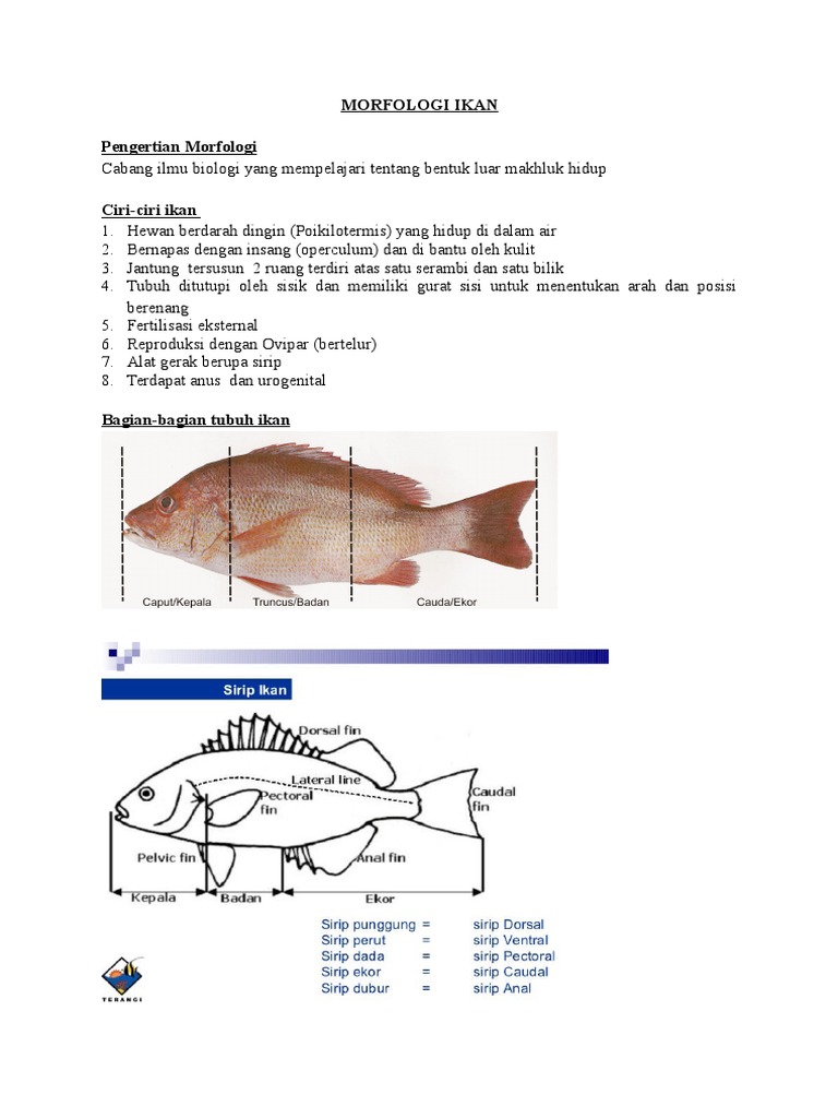 Morfologi Ikan | PDF