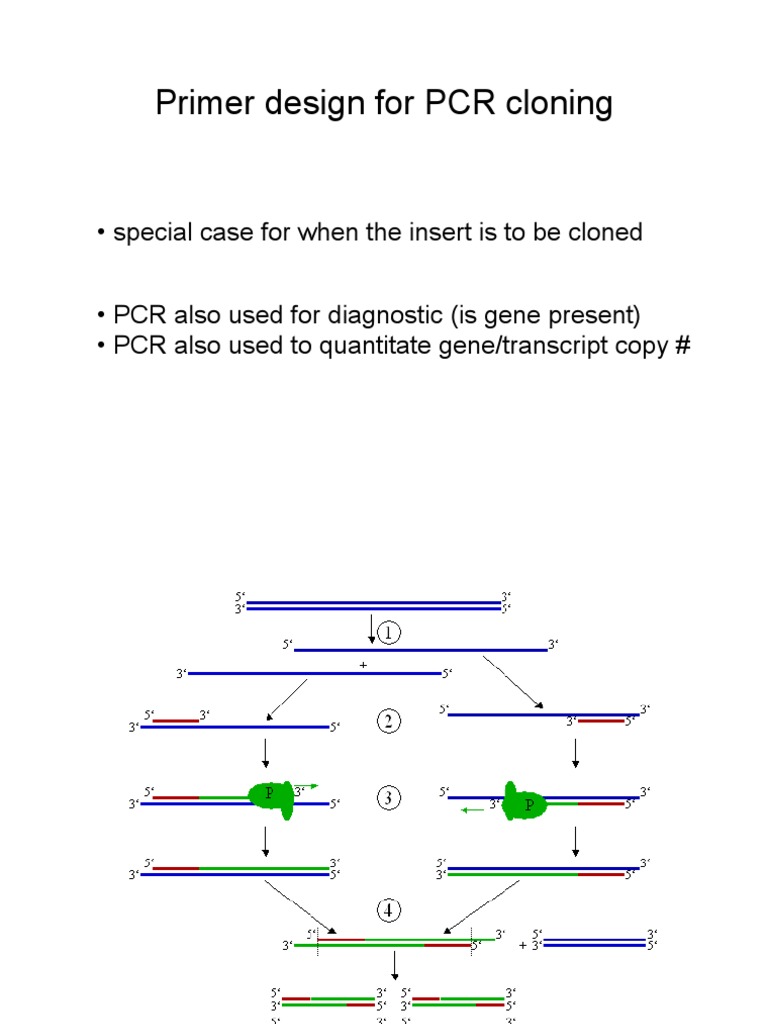 Primer Design For PCR Cloning | PDF