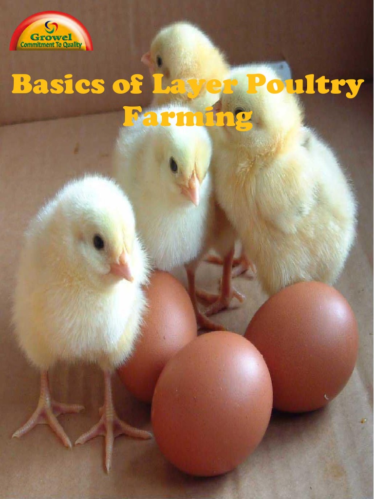 Layer Poultry Farming Basics Guide | PDF | Chicken | Poultry