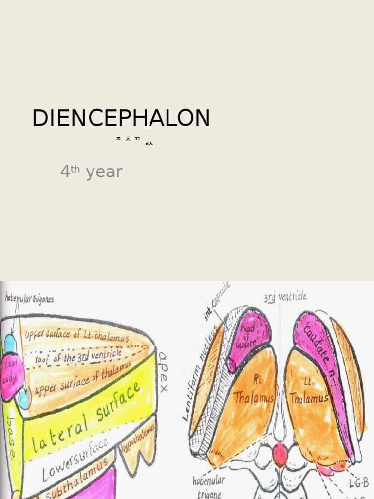 Diencephalon Anatomy Overview | PDF | Social Science | Foreign Language ...