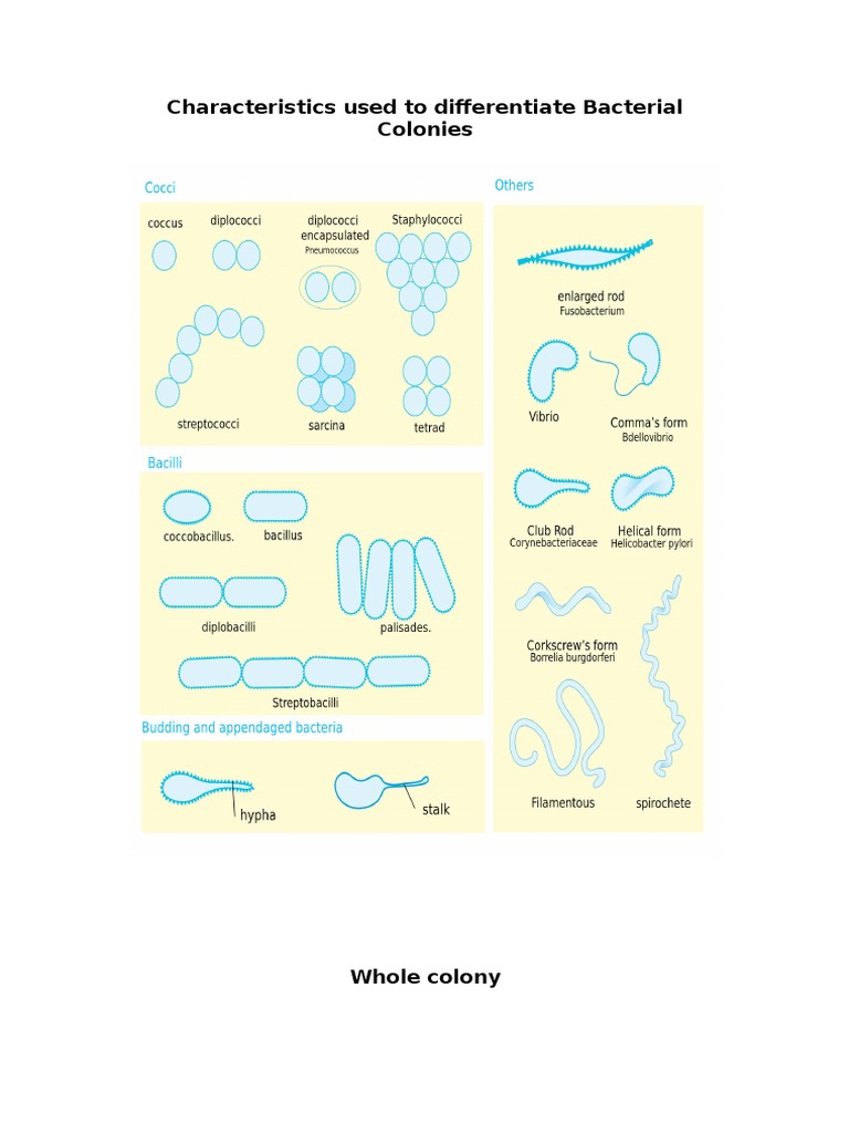 Key Morphological Features Used to Identify and Classify Bacterial ...