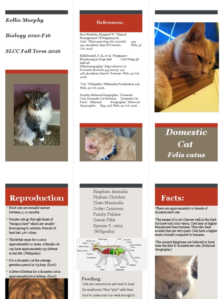Brochure | PDF | Cats | Mammals