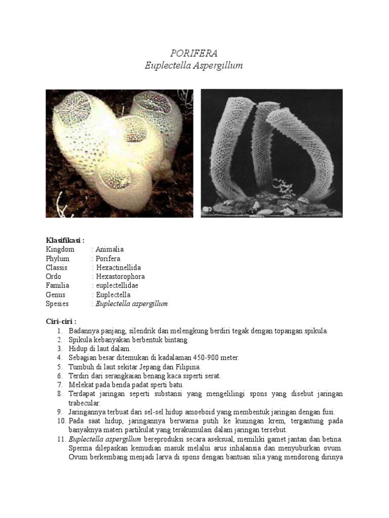 Struktur dan Reproduksi Euplectella Aspergillum | PDF
