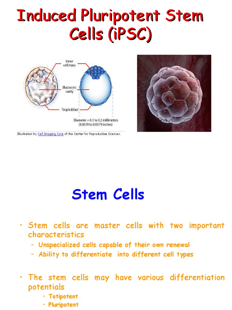 Ipsc Lecture | PDF | Cell Potency | Cellular Differentiation