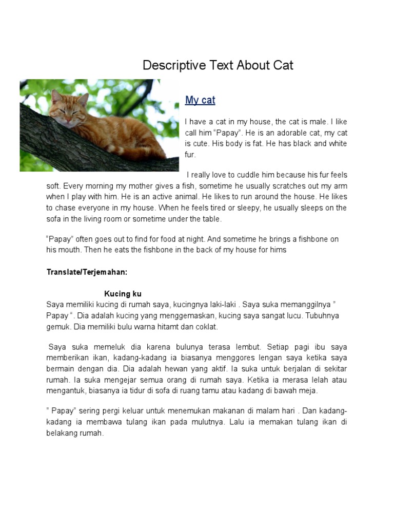 Descriptive Text About Cat | PDF
