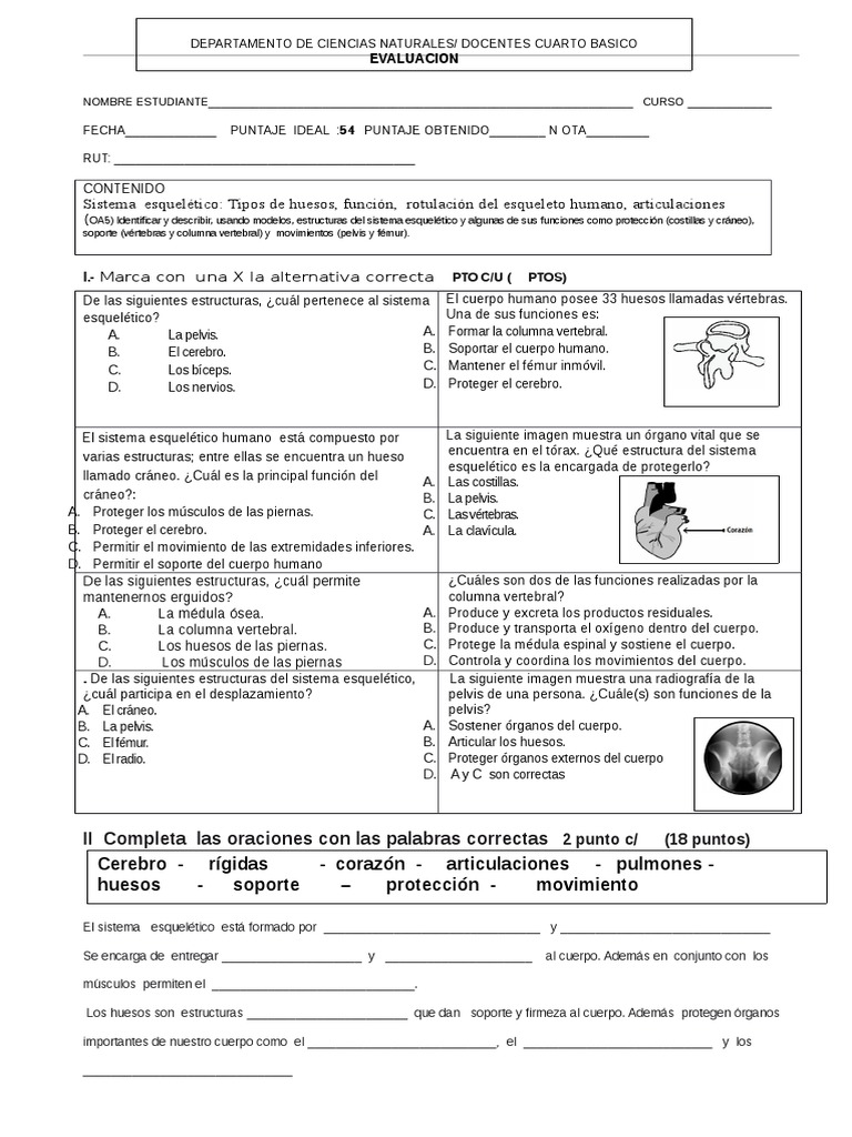 Prueba Sistema Esqueletico | PDF | La columna vertebral | Hueso