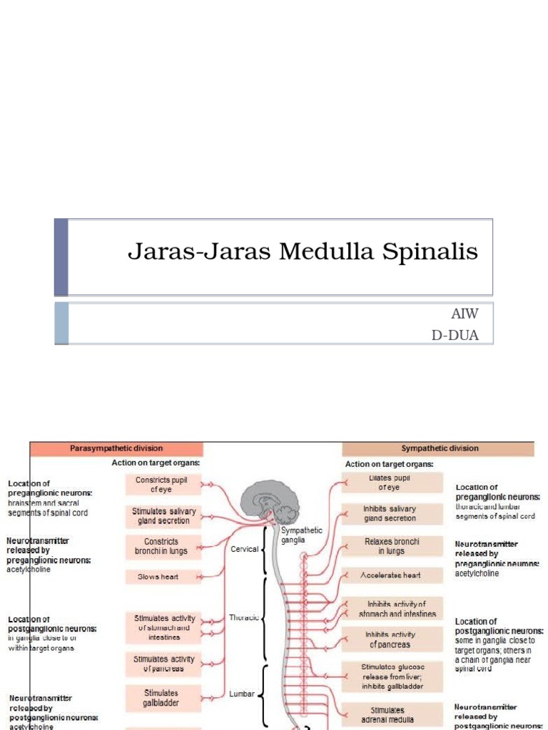 Jaras-Jaras Medulla Spinalis | PDF