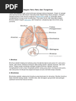 Segmen Pada Lobus Paru Paru Dan Fungsi Masing | PDF