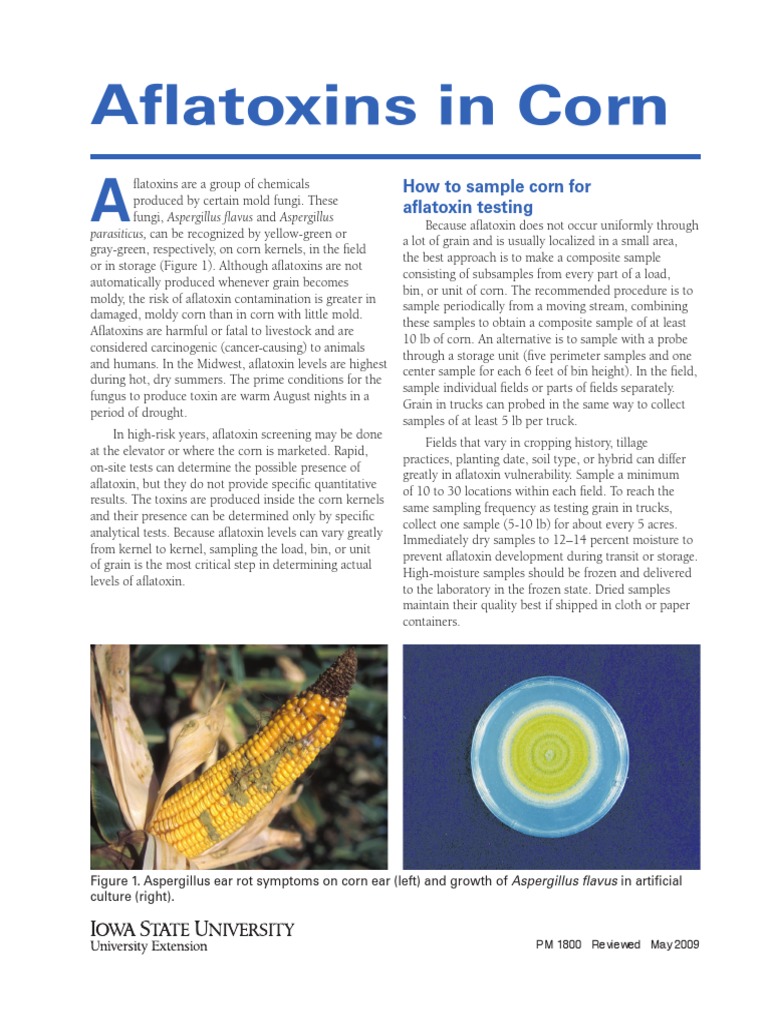 Aflatoxins in Corn: How To Sample Corn For Aflatoxin Testing | PDF ...