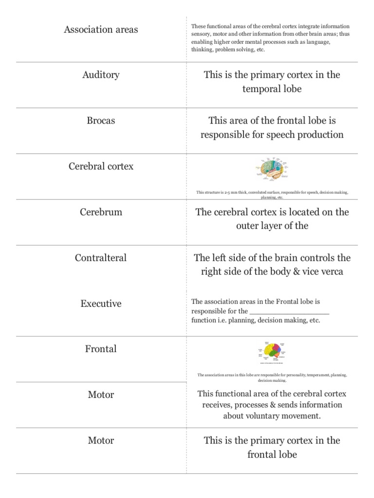 Cerebral Cortex Cue Cards | PDF