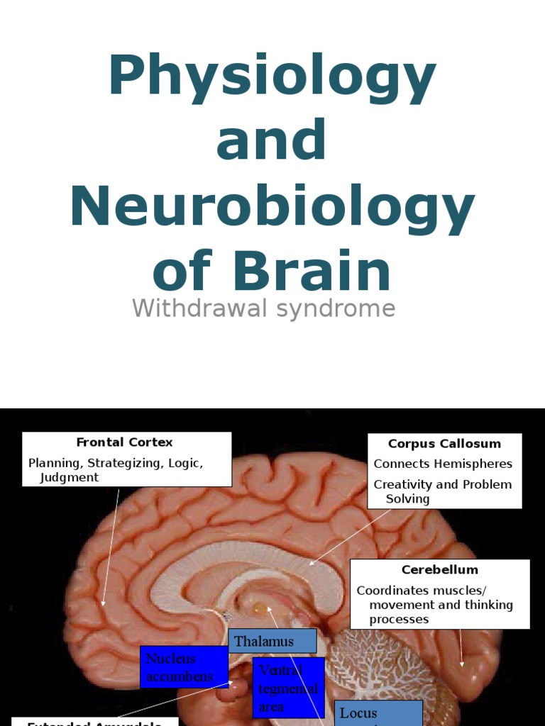 Physiology of Brain | PDF