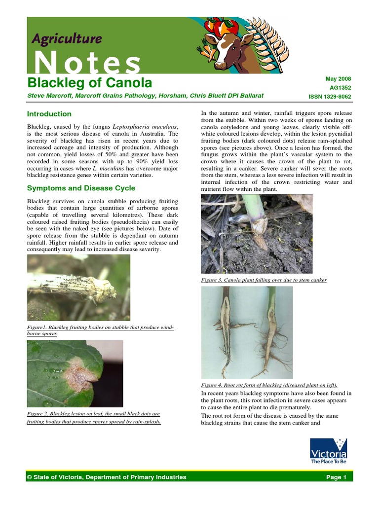 Blackleg of Canola: Steve Marcroft, Marcroft Grains Pathology, Horsham ...