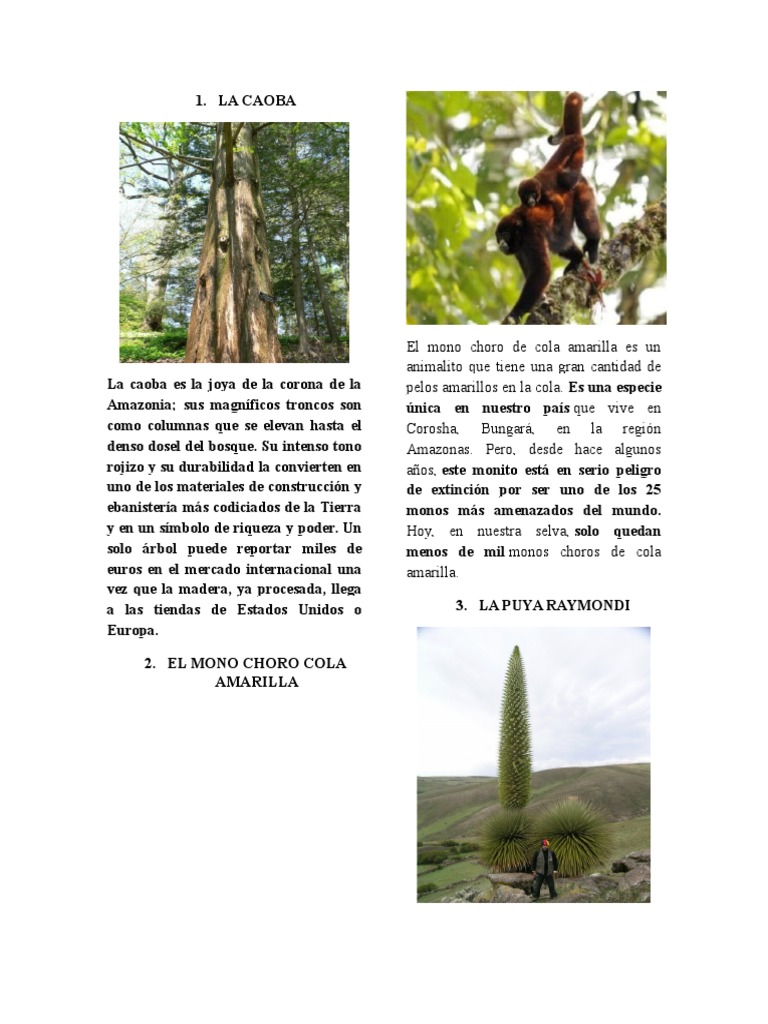 La Caoba | PDF | Selva amazónica | Extinción