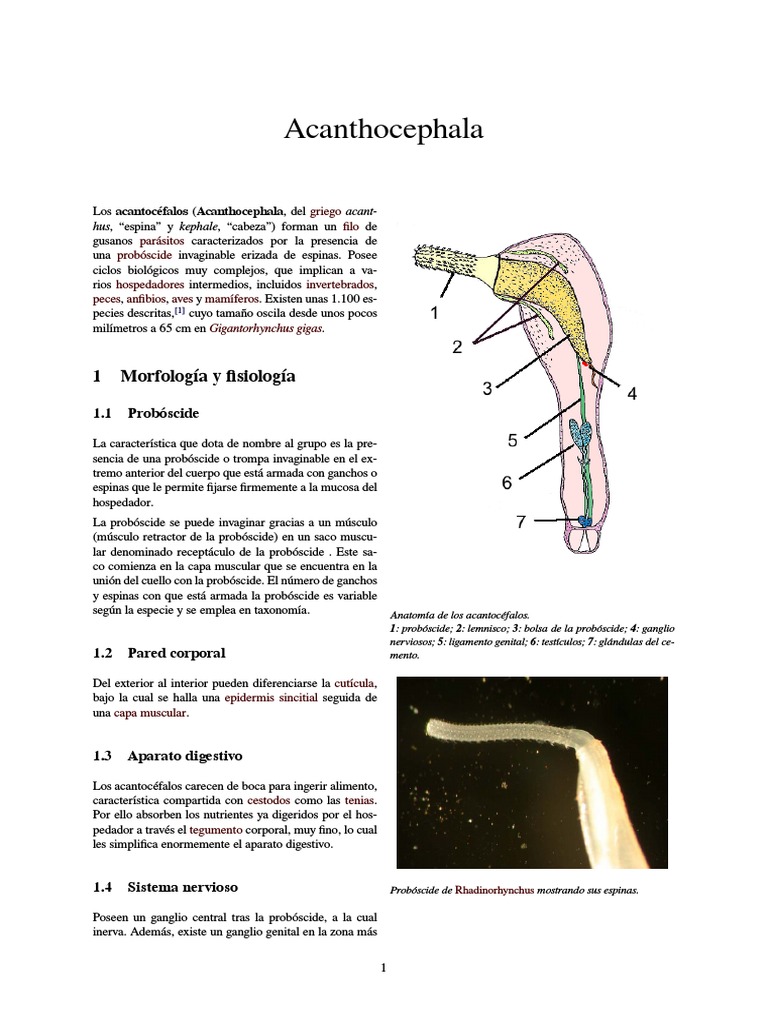Morfología y ciclo vital de los acantocéfalos | PDF | Zoología | Parásitos