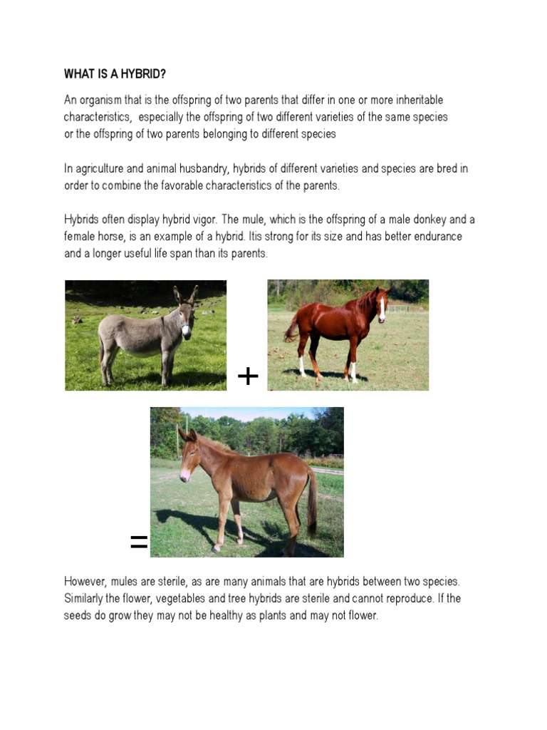 What Is A Hybrid PDF | PDF