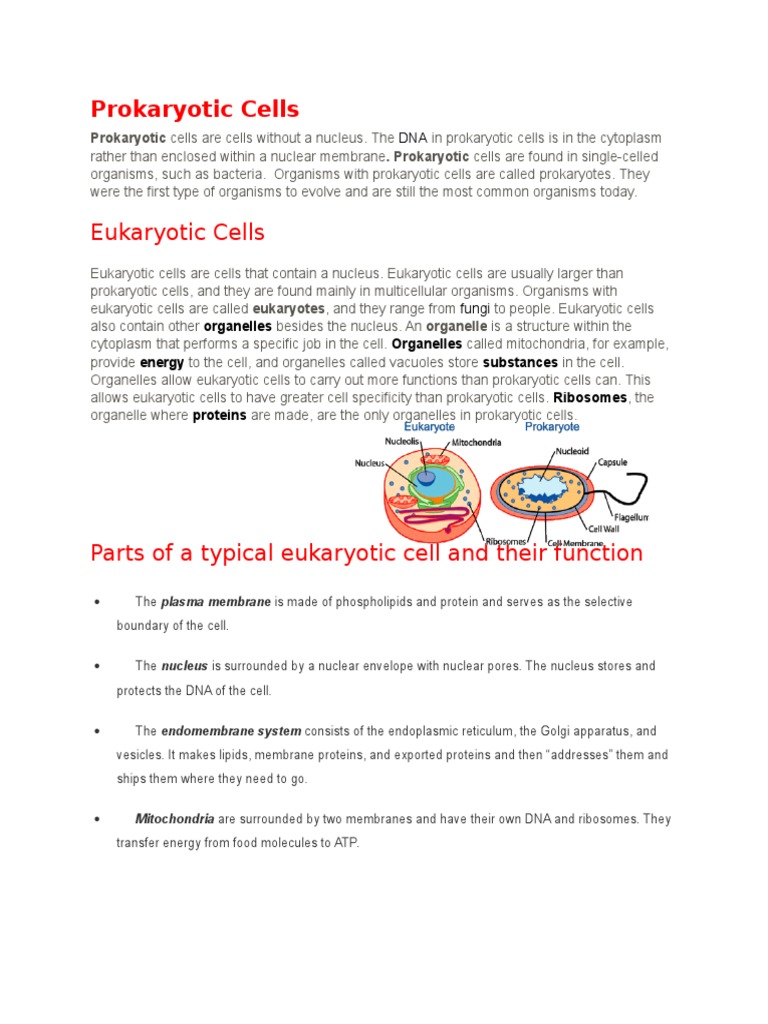 Prokaryotic Cells | PDF