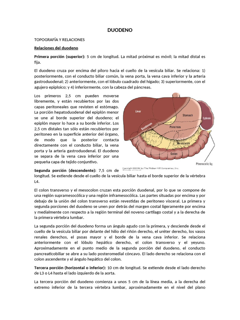 Anatomía y porciones del duodeno | PDF | Páncreas | Estómago